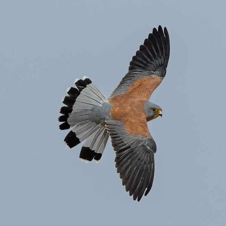 Lesser Kestrel Size