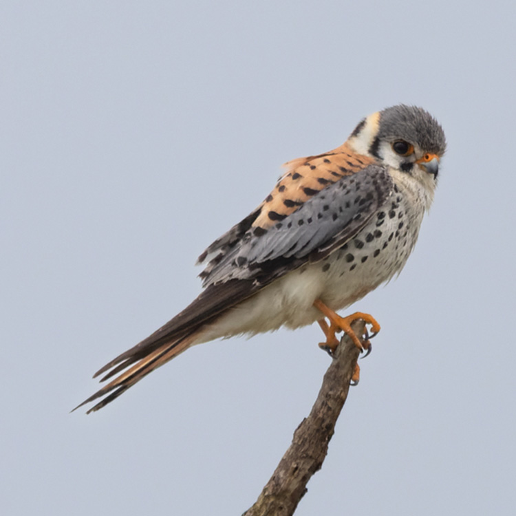 American Kestrel