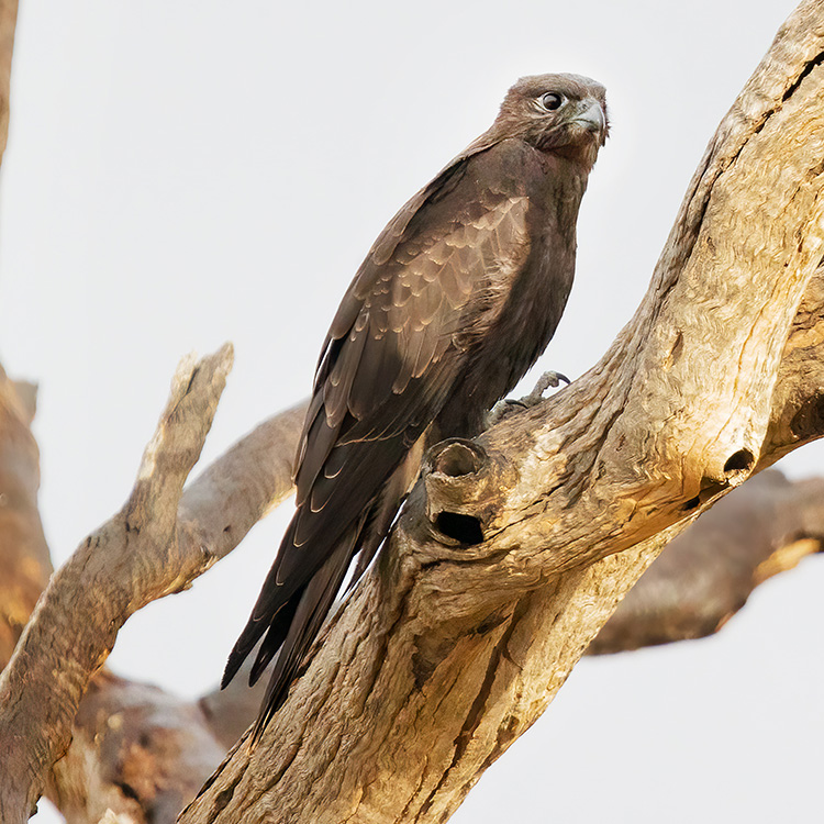 Black Falcon Bird