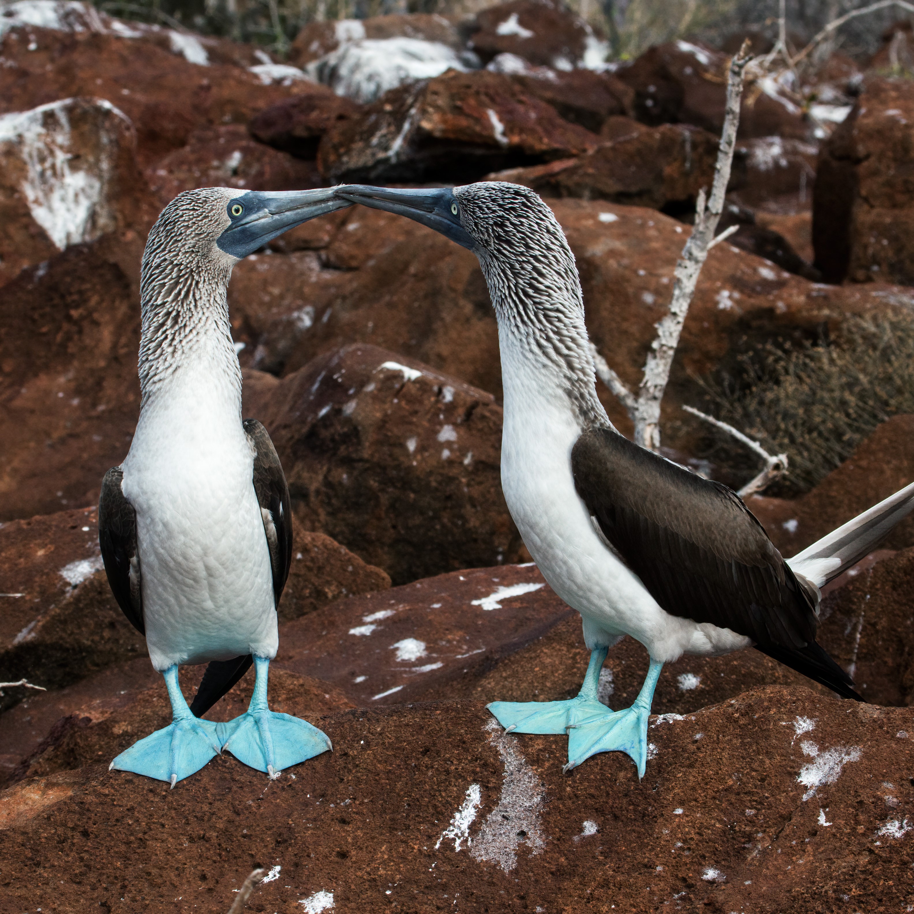 Boobie Bird The Search For Boobies In The Galapagos Islands