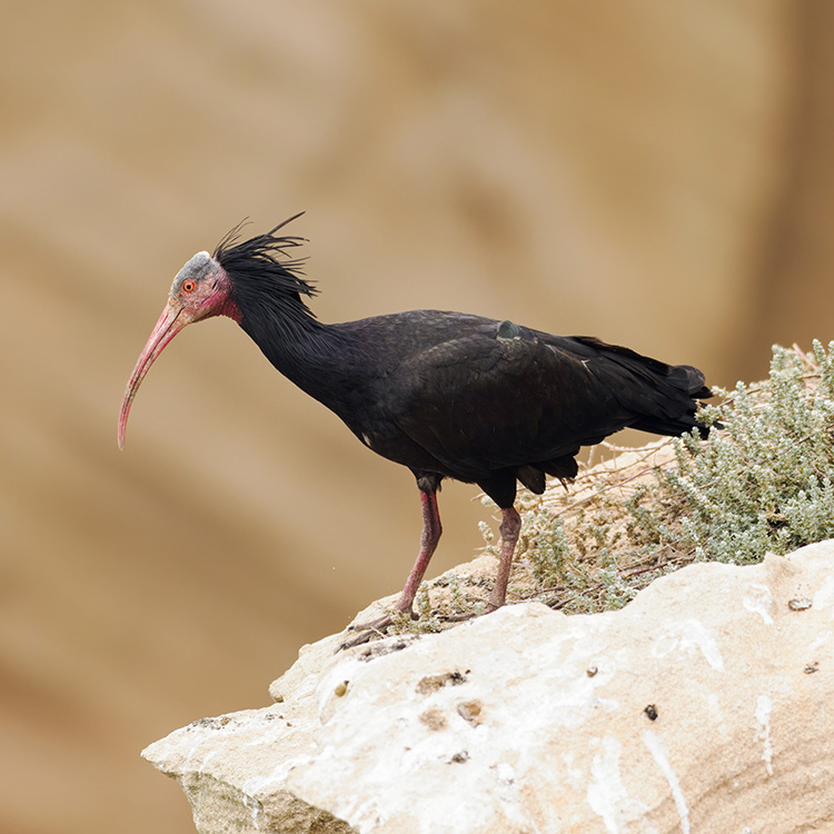 Northern Bald Ibis Northern Bald Ibis (Geronticus Eremita) Joel