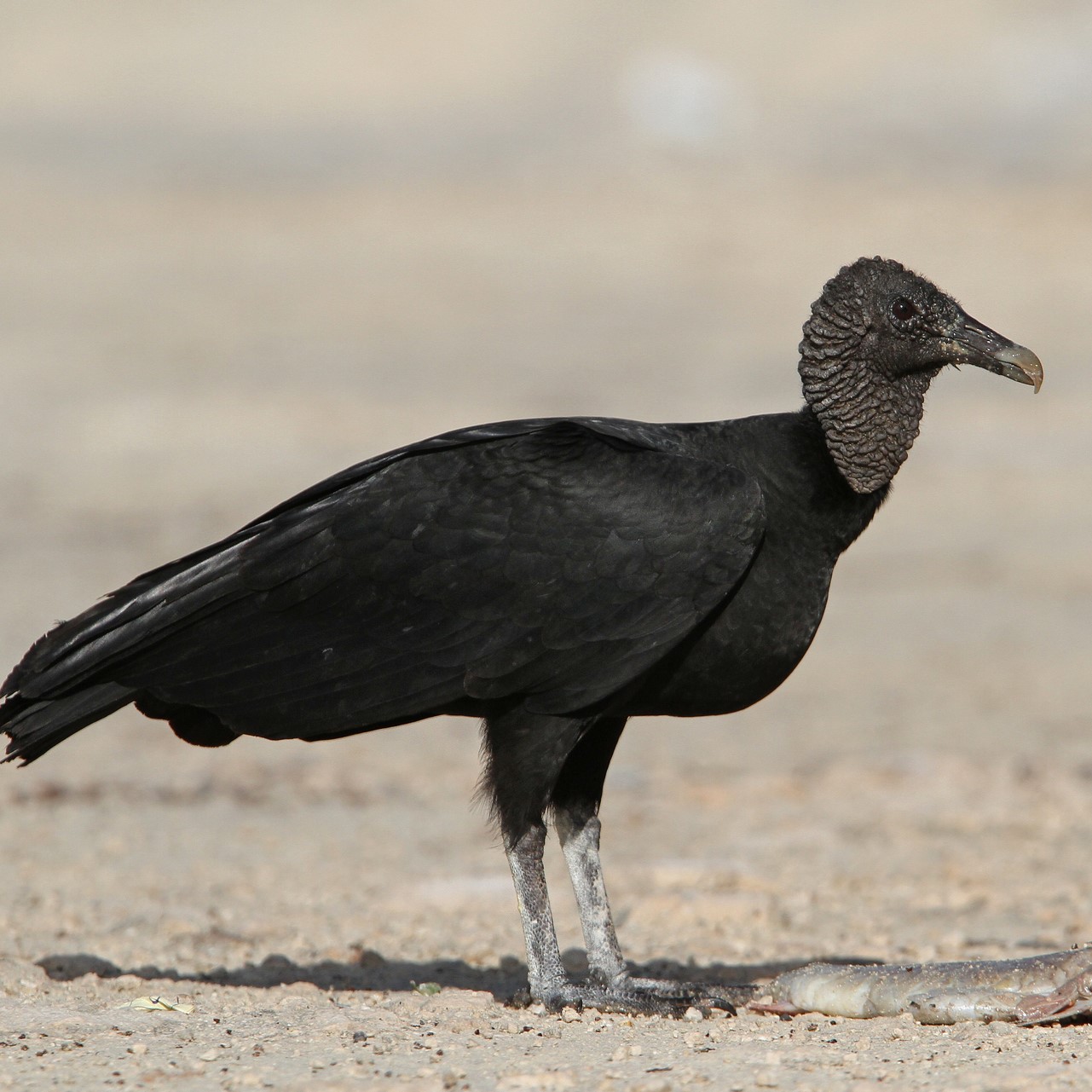 American Black Vulture Range