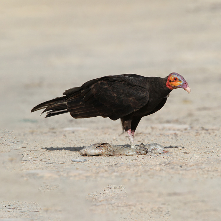 Lesser Yellow Headed Vulture