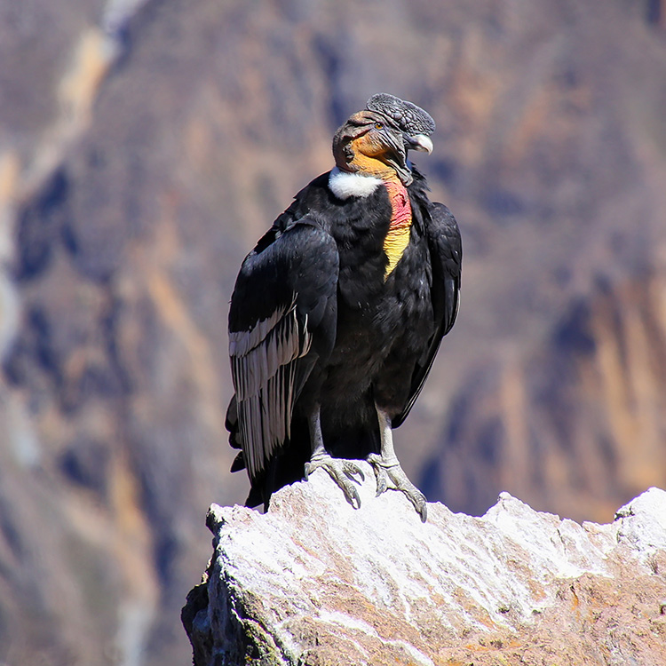Imagenes De Condor Andino Cóndor Andino | Fotos, Características Y