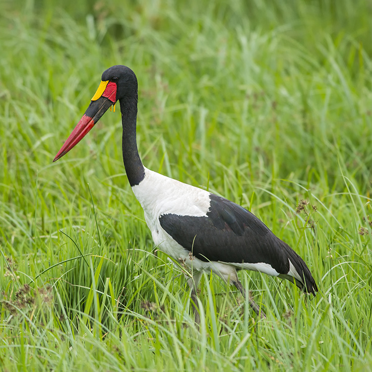 Saddle Billed Stork Saddle Billed Stork Facts » All Things Nigeria