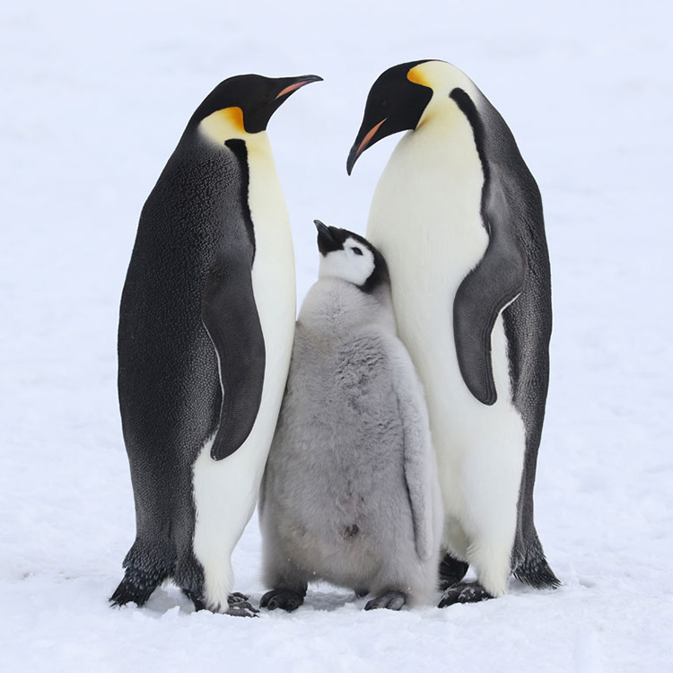 Emperor Penguin Habitat Map