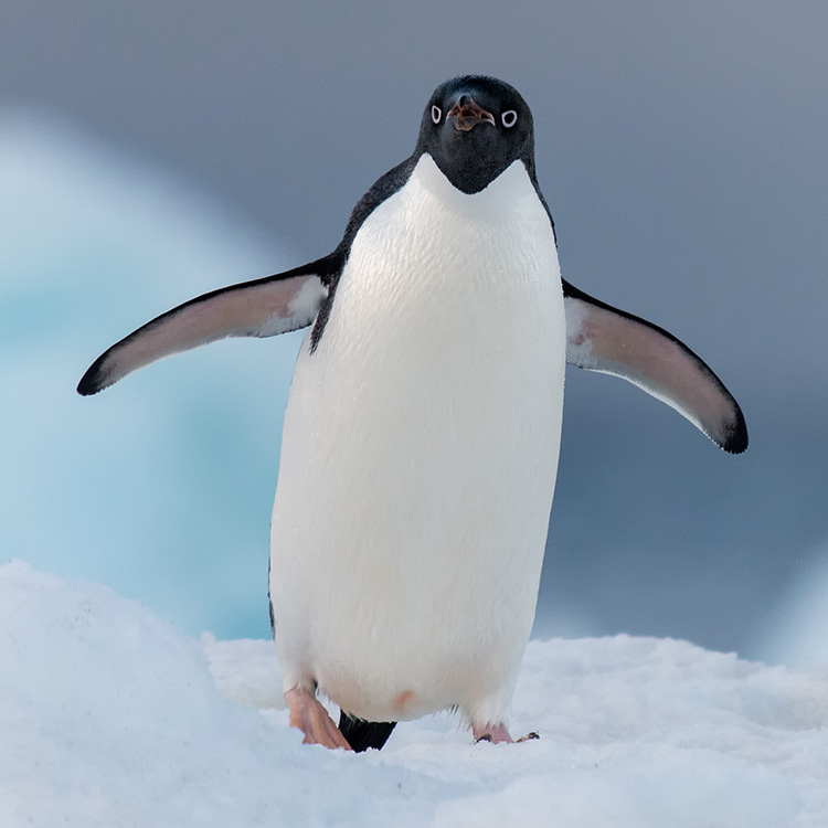 Mega Penguin Species
