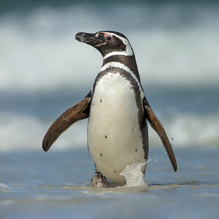 Magellanic Penguin Endangered