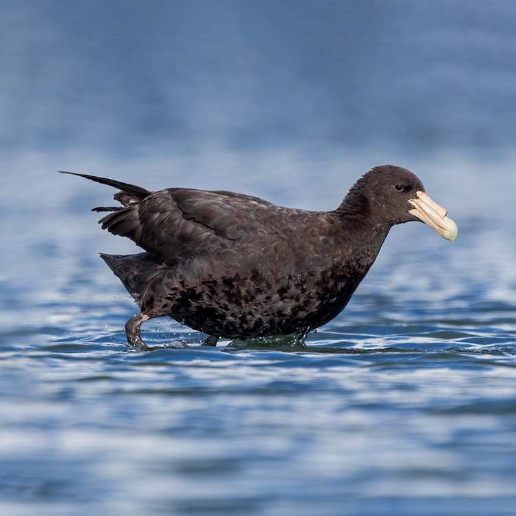 Africa Southern Giant Petrel Southern Giant Petrel | New Zealand Birds