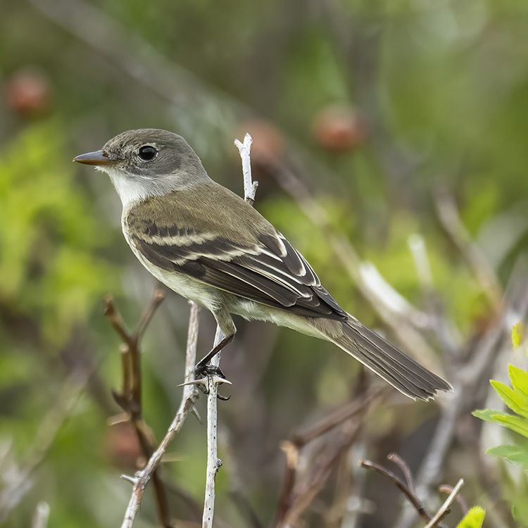 Alder Flycatcher Willow Or Alder Flycatcher R Birding