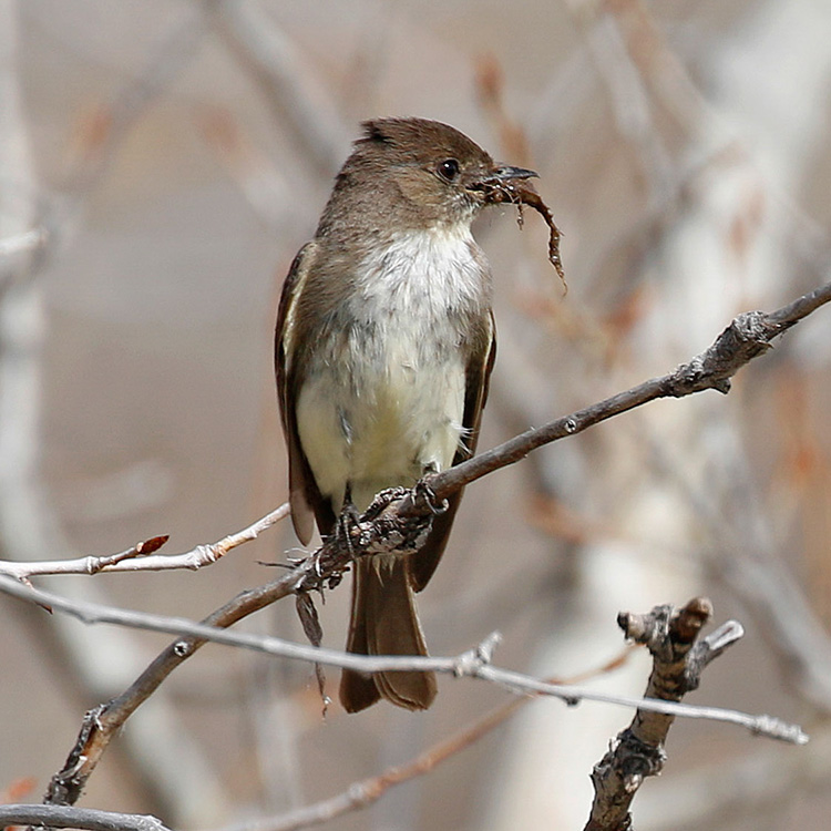 Eastern Phoebe Harbinger Of Spring Eastern Phoebe By Drew Weber