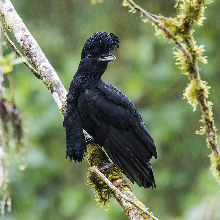 Longwattled Umbrellabird Cephalopterus Penduliger The Long Wattled