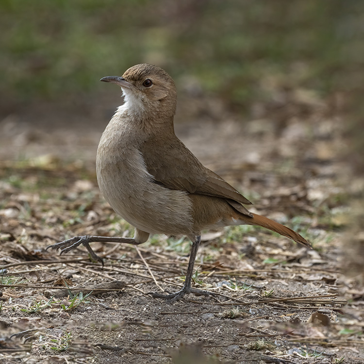 Hornero Rufous Hornero Furnarius Rufus Barraimaging
