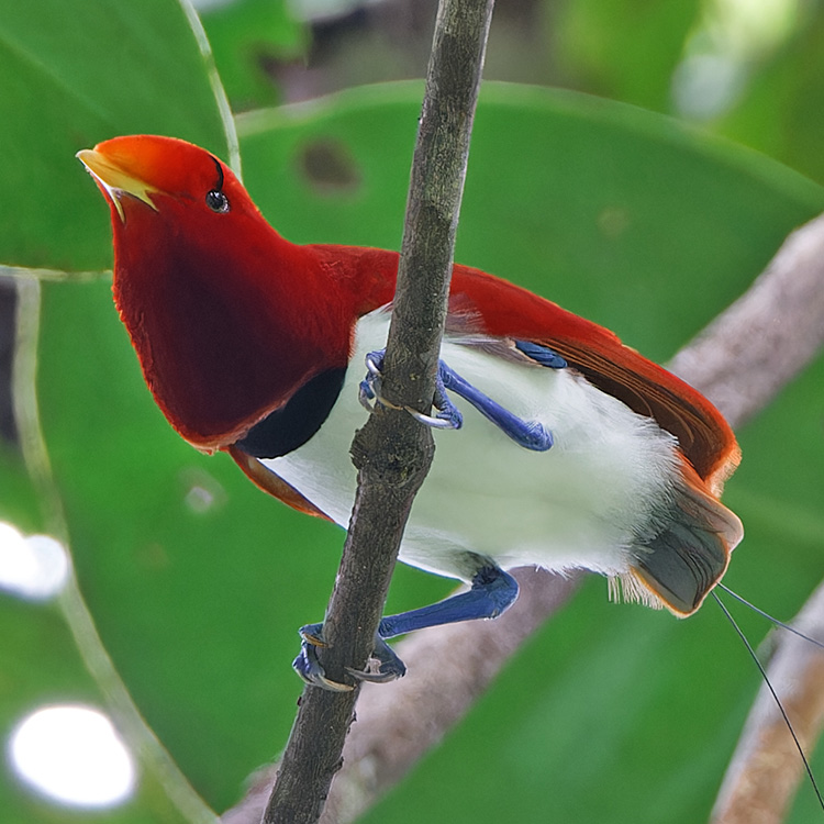 King Bird Of Paradise KING BIRD OF PARADISE Stock Photo Minden