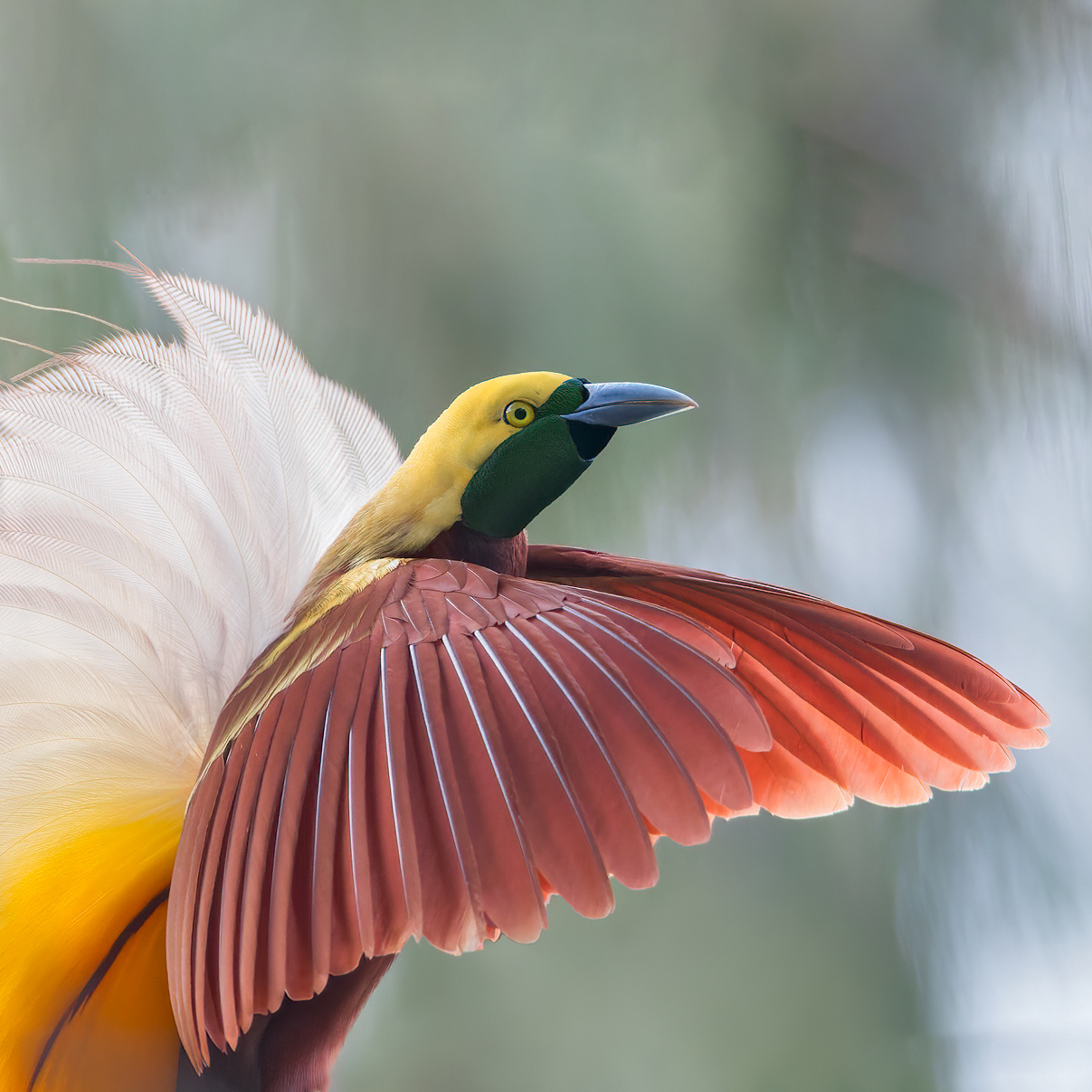 Lesser Bird Of Paradise