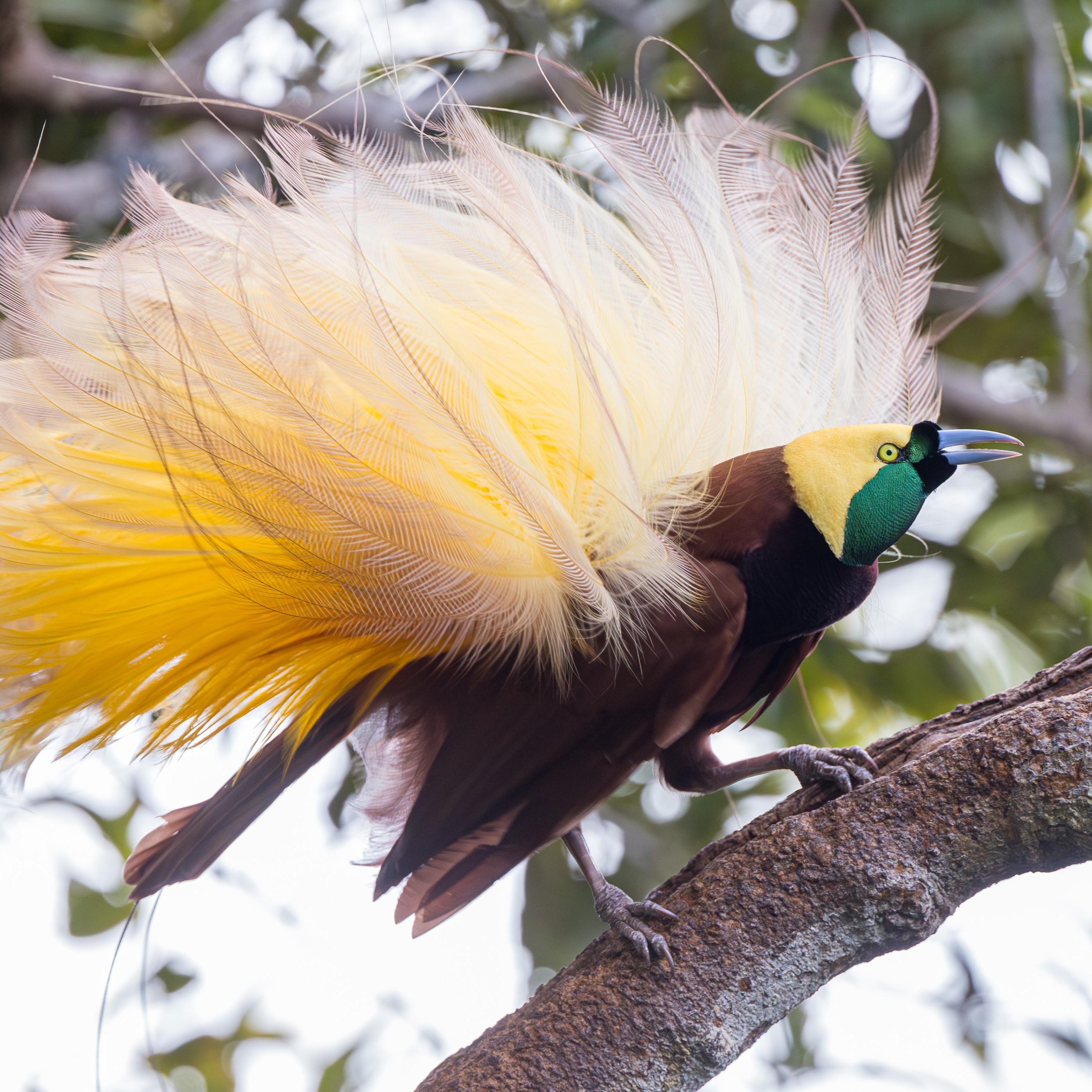 Paradisebirds Current Traffic Stats And Domain Metrics