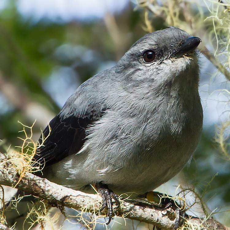 Mi Humain Mi Oiseau