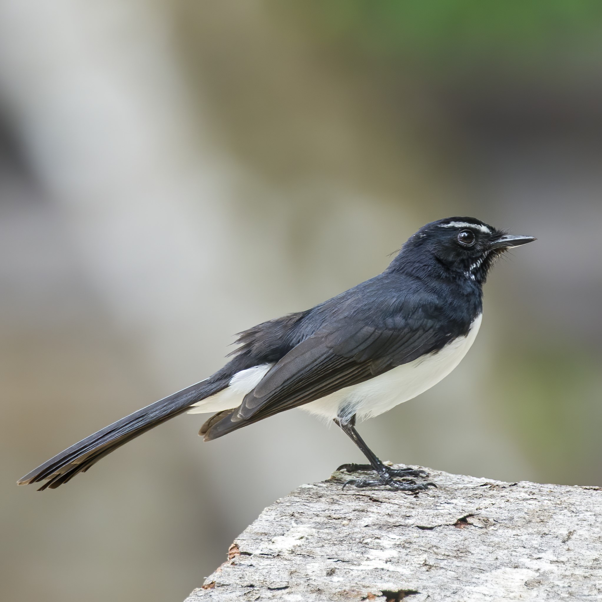 Wagtail