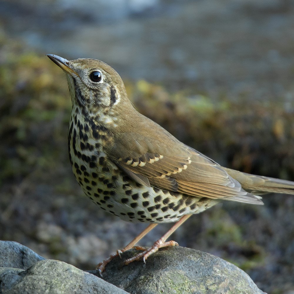 Chinese Bird Species