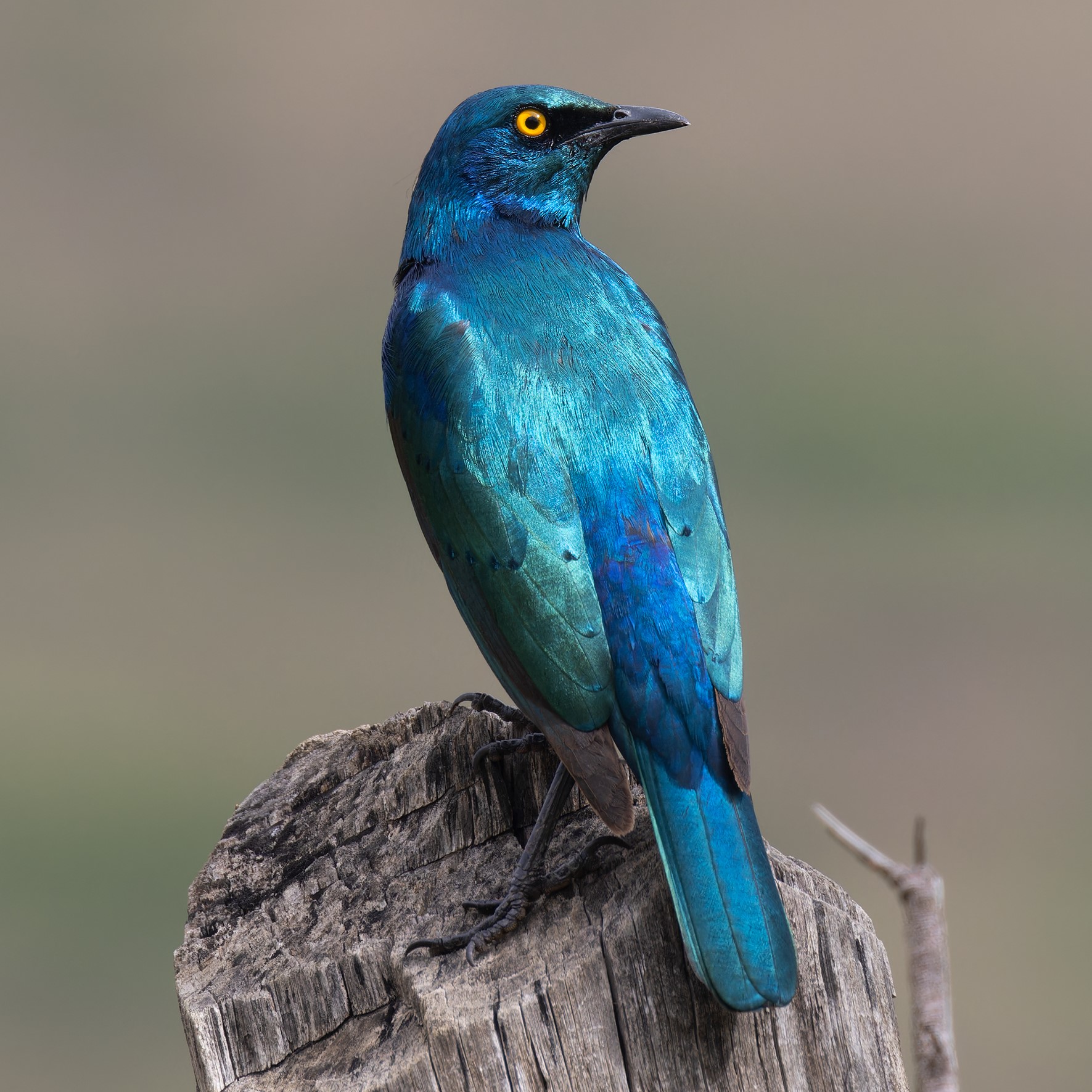The Greater Blue-Eared Starling is more than just a pretty bird—its ...