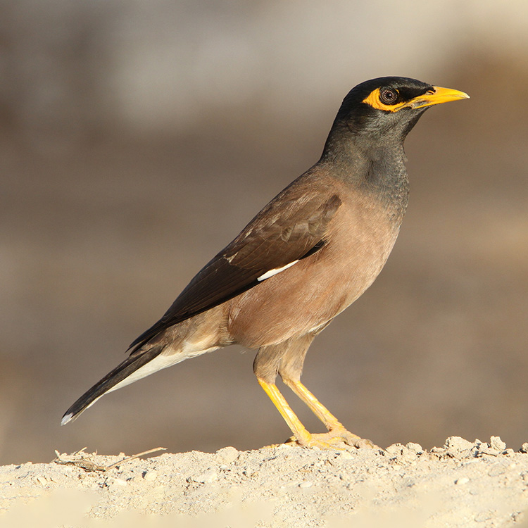 Myna Bird Native Range