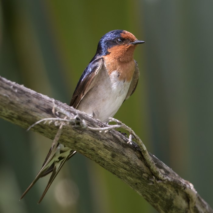 Image Swallow Species Now Welcome Swallow | Norfolk Island National