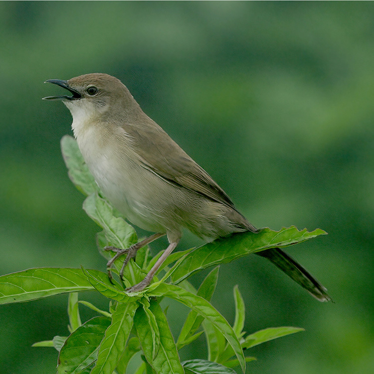 Broad Tailed Grassbird