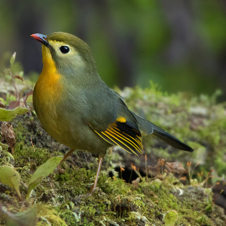 Red Billed Leiothrix