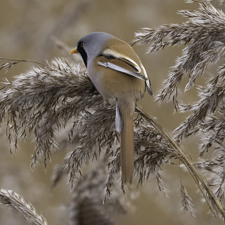 Bearded Reedling Bearded Reedlings: A Brief Encounter — Anthony