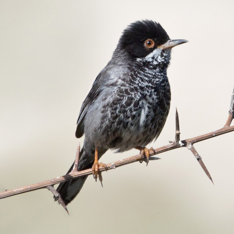 Cypriot Birds