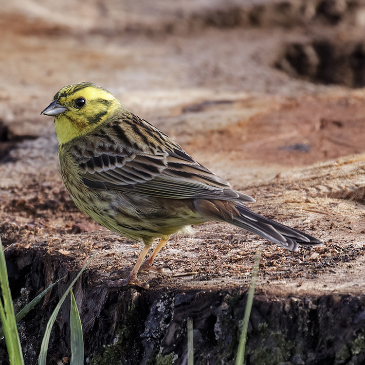 Yellowhammer Bird