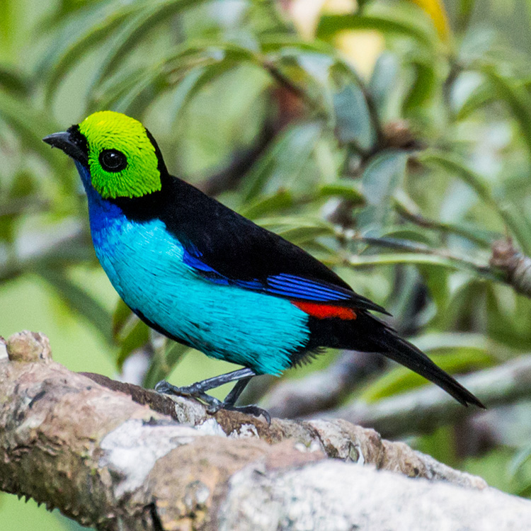 Paradise Tanager Paradise Tanager, Blue, Popurnaya Tanagra, Bird,