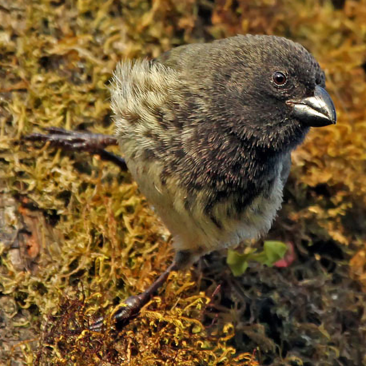 Darwins Finches Tree