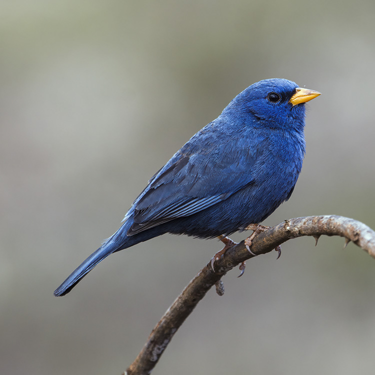 Blue Finch Bird Blue Gouldian Finch – PHOOLPANCHI – BUY BIRDS