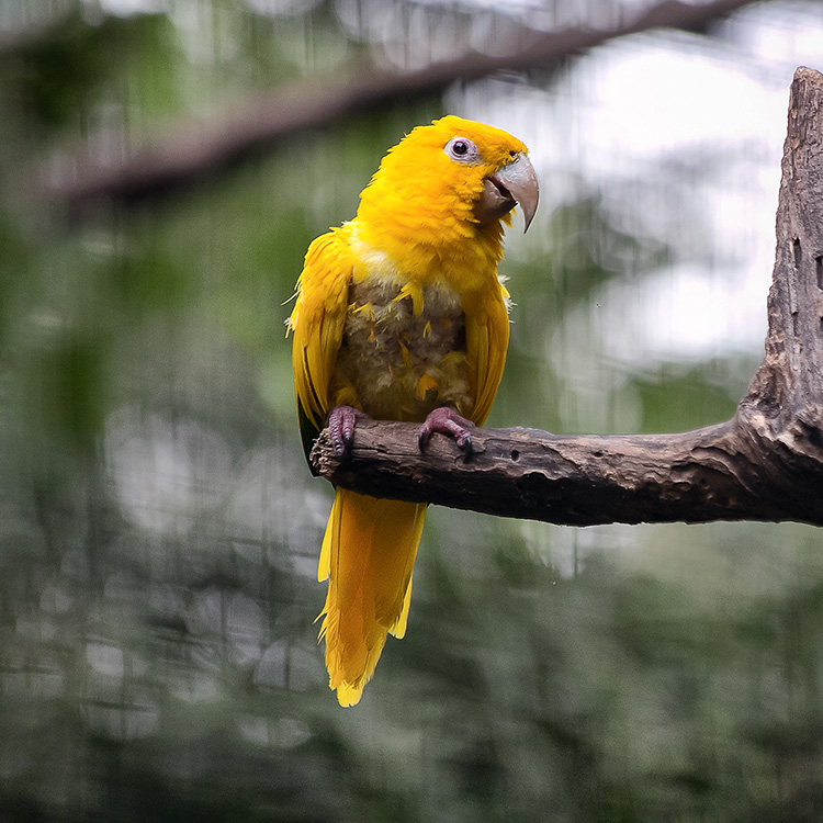 Yellow Parrots Species Cohabitating Different Parrot Species: Key