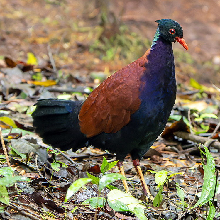 Gap Pigeon