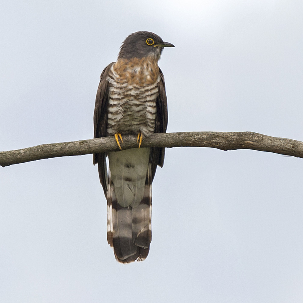 Philippine Hawk Cuckoo