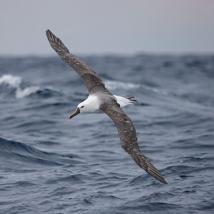 Yellow Nosed Albatross