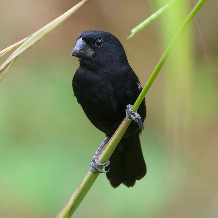 Large Billed Seed Finch