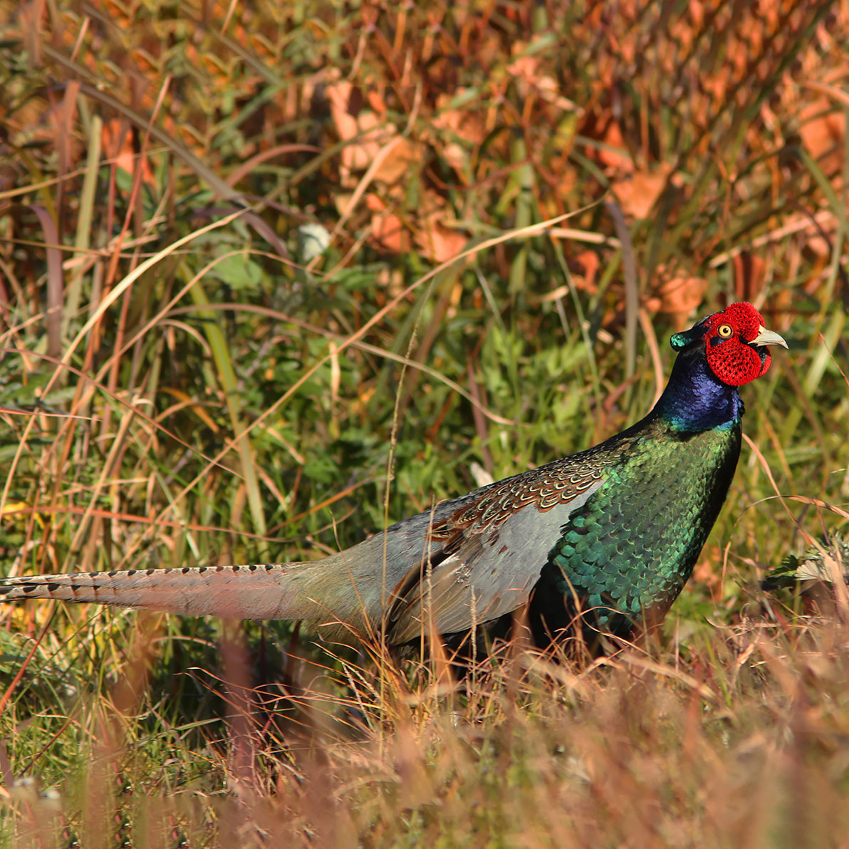 Green Pheasant