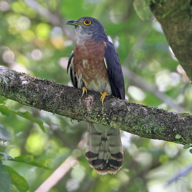 Philippine Hawk Cuckoo