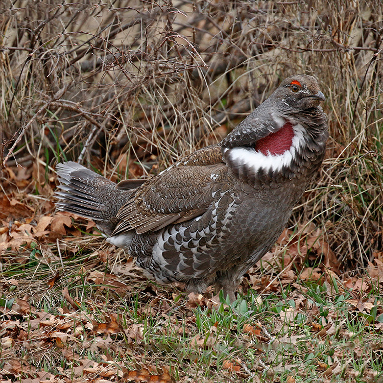 Blue Grouse