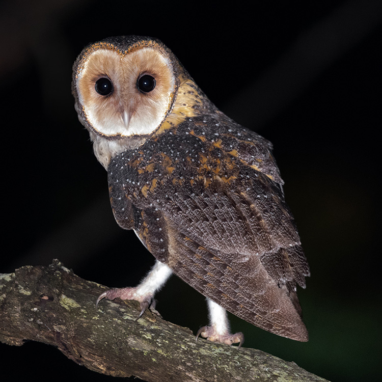 Lesser Masked Owl