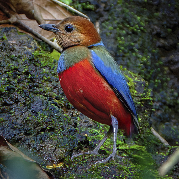Red Birds From Philippines Rallina Fasciata (Philippines Birds)