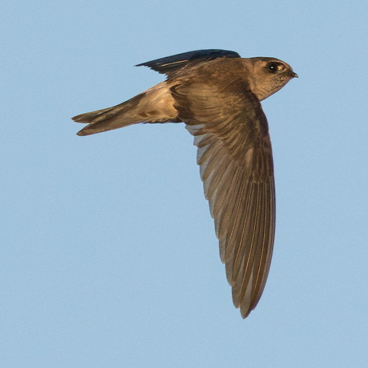 Swiftlet Bird