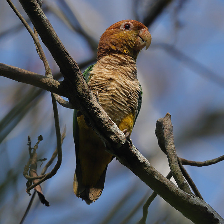 Yellow Parrots Species Cohabitating Different Parrot Species: Key