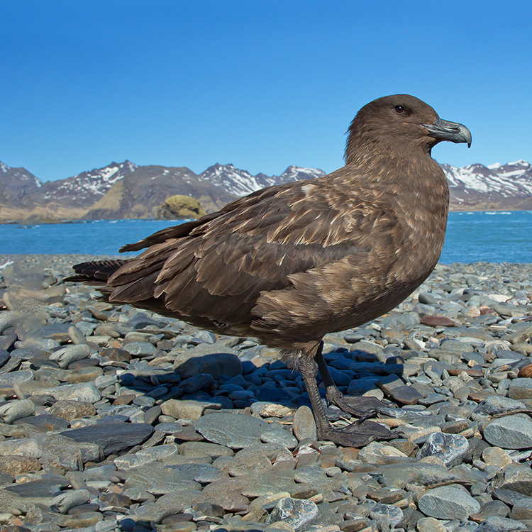 Brown Skua Subantarctic Brown Skua Stercorarius Antarcticus